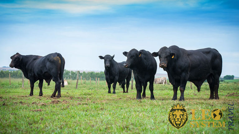 Traditions and Customs of Brazil | LeoSystem.travel